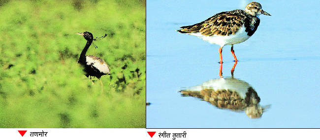 पक्ष्यांचा धावा ऐकणार केव्हा? - Marathi News | Birds 4 - Latest ...